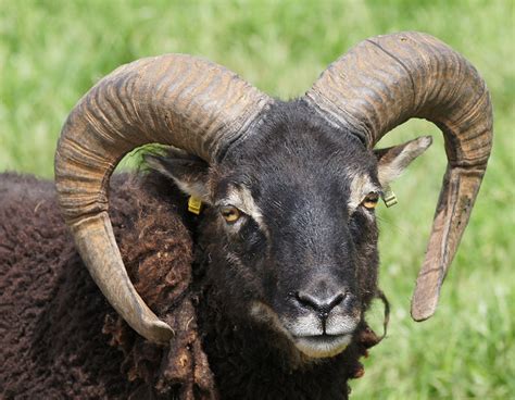 Celebrating Thirty Years Of The St Kilda Soay Sheep Project Bes