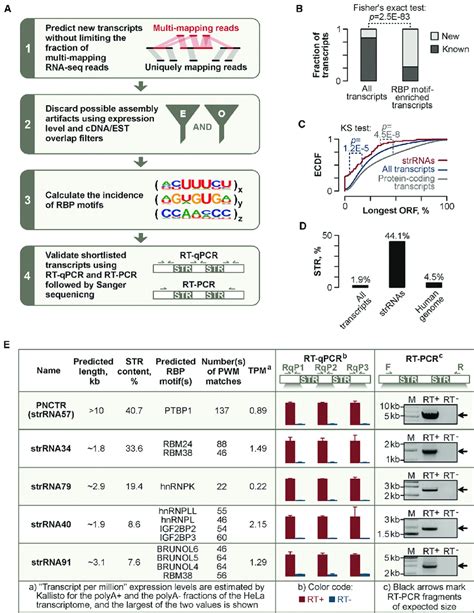 identification of strrnas enriched in rbp interaction motifs a