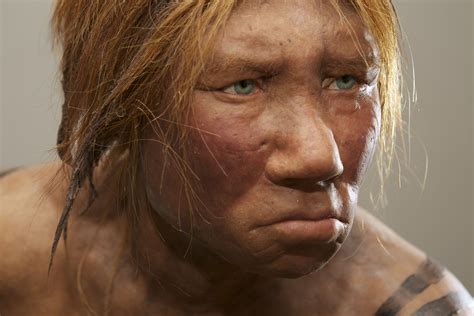 Ancient Dna And Neanderthals