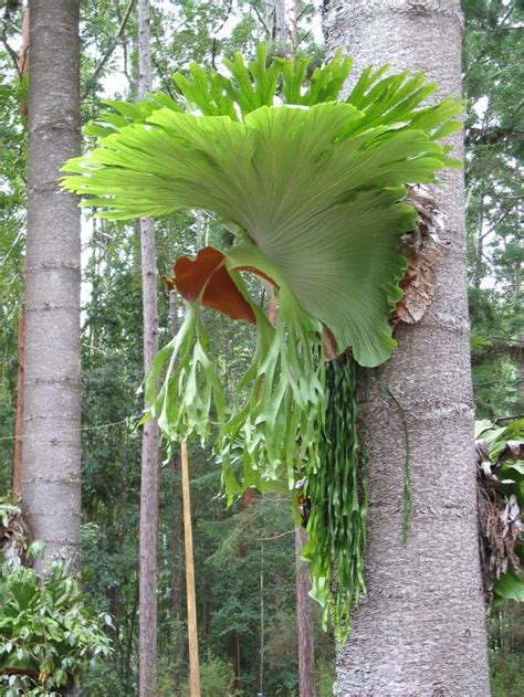 Best Images About Ferns On Pinterest Horns Rabbit Foot Fern And Terrarium