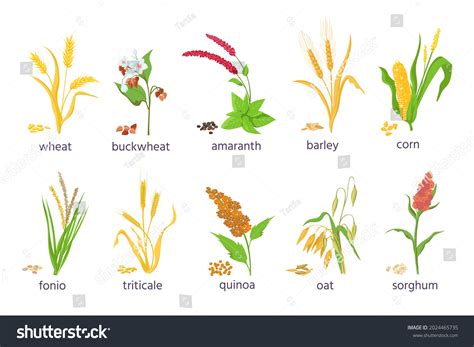 Grain Sorghum Cartoon Over 69 Royalty Free Licensable Stock