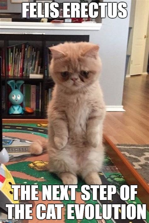 Standing Cat Meme Original