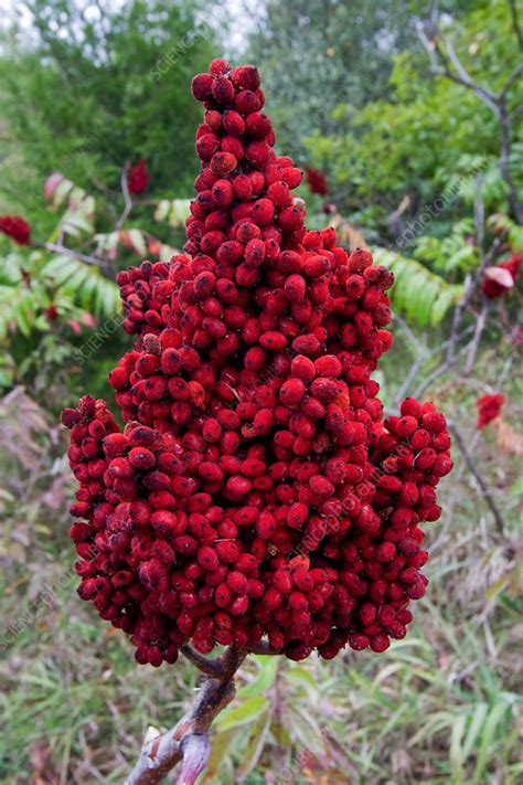 Smooth Sumac Berries Stock Image C0065140 Science Photo Library