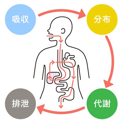 グレープフルーツと医薬品 フロリダ グレープフルーツ