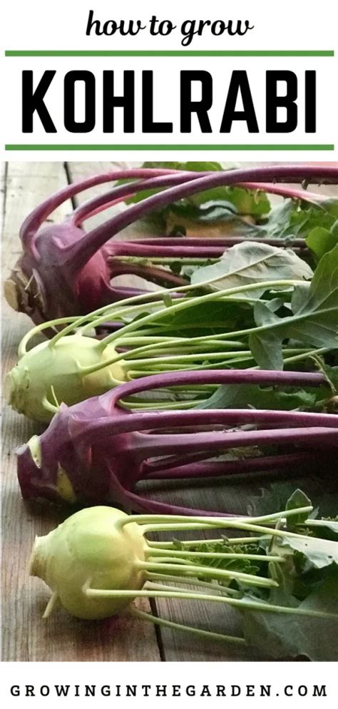 How To Grow Kohlrabi Growing In The Garden