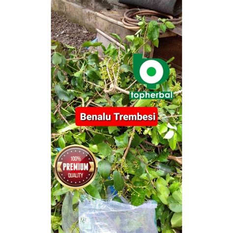Jual Daun Benalu Trembesi Kering Hijau 1000 Gram Shopee Indonesia