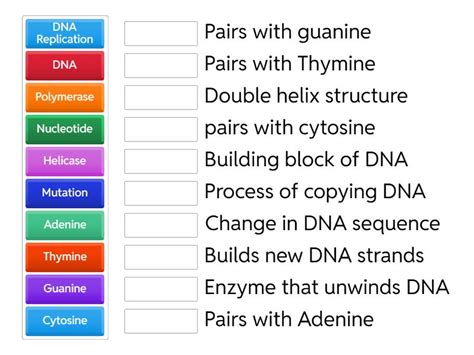 Dna Replication Matching Match Up