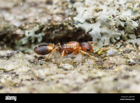 A Dulotic Acorn Ant Temnothorax Duloticus Queen Wingless After Mating Temnothorax Duloticus