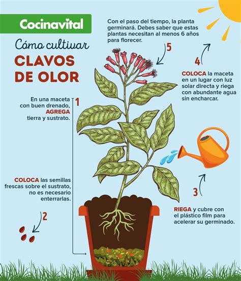Cómo cultivar claveles en maceta para que alegren tu hogar Artofit