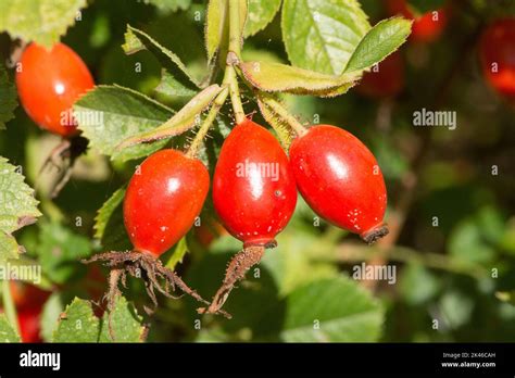 Sweet Briar Rosa Rubiginosa Sweet Briar Hips On Bush Showing Sticky