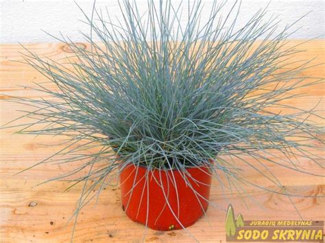 Eraičinas Melsvasis Eisvogel Juragių Medelynas