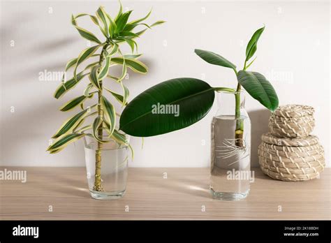Propagation By Cuttings Of Dracaena And Ficus Seedlings In Water Stock