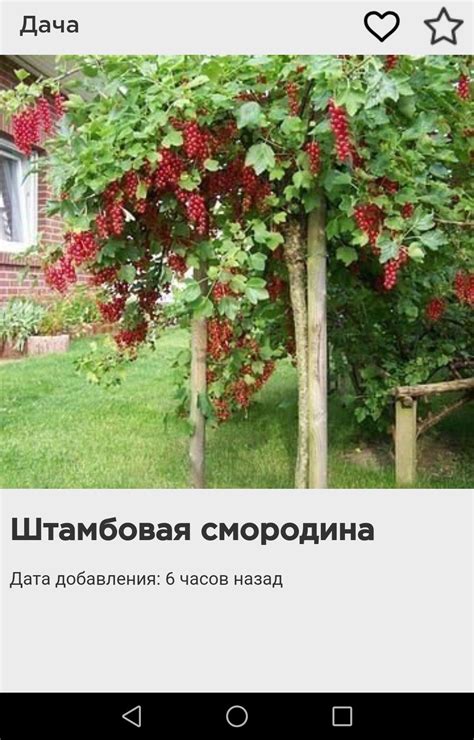 Ягодные кустарники для дачи (69 фото) » НА ДАЧЕ ФОТО