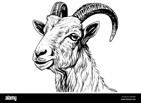 Goat Head Hand Drawn Ink Sketch Engraved Style Vector Logotype Stock