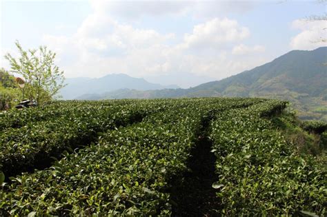 福鼎白茶茶园茶山图片 中国风