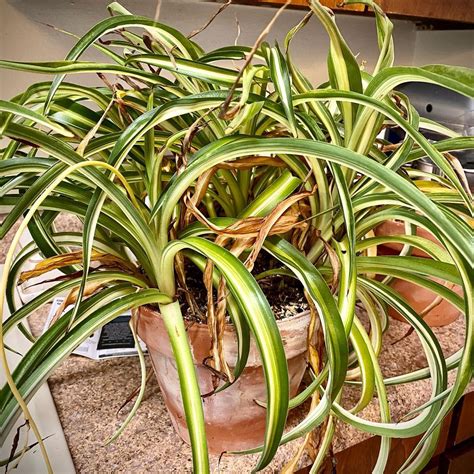 Spider Plant Stunning Varieties Explore Diverse Types