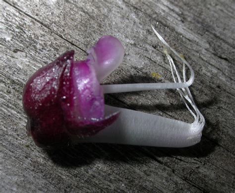 Lablab Purpureus Fabaceae Image 16729 At