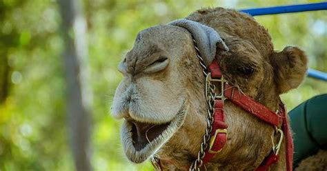 Smiling Camel Album On Imgur