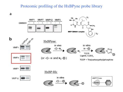 Ppt Activity Based Protein Profiling Powerpoint Presentation Free