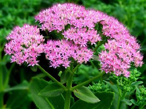 北方草本花卉 草本植物 花草 大山谷图库