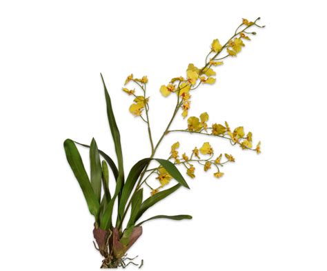 Silk Oncidium Yellow All Inseason