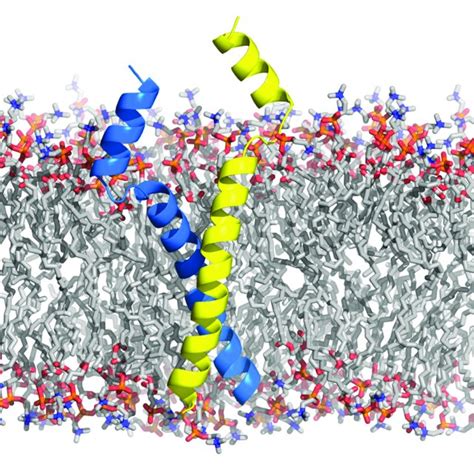 Structure Of The Ca 2 Bound Synaptotagmin 1 Snare Complex Zhou Et