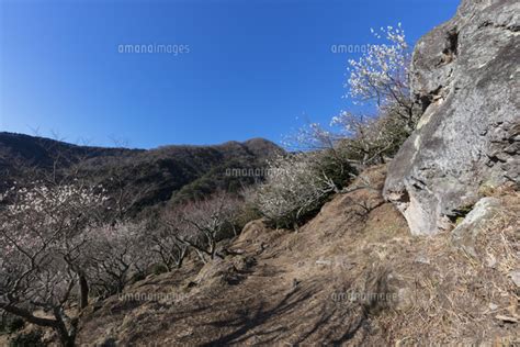 湯河原梅林の写真素材 Fyi07990284 ストックフォトの Qlean Market（キュリンマーケット）