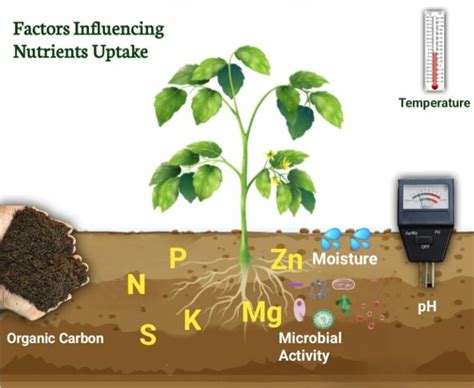 Factors Influencing Nutrient Uptake In Plants Farmers Trend Ltd