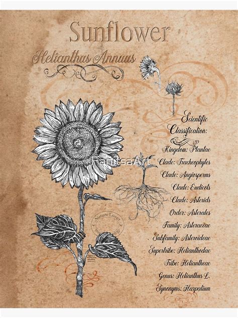 Botanical Illustration Sunflower Scientific Classification Vintage Plant Illustration