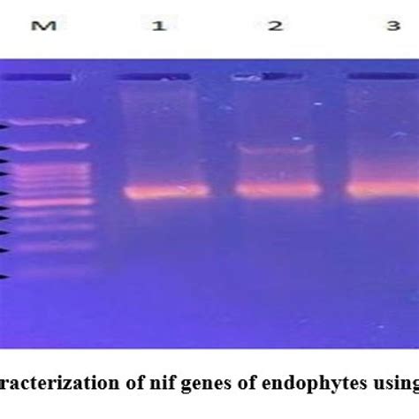 Nitrogen Fixing Activity Of Endophytic Bacteria Associated With Kalanchoe Pinnata Lam And Its