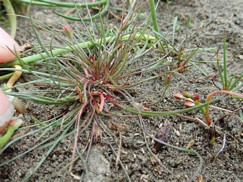 Toad Rush From Foxton Beach New Zealand On January 3 2024 At 0602 Am