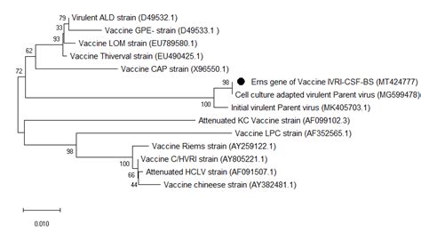 Phylogenetic Analysis Of Csf Vaccines Based On E Rns Gene Sequences Download Scientific