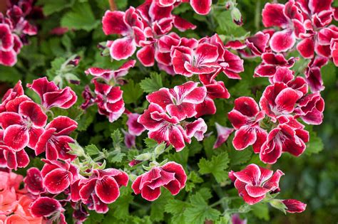Pelargonium Grandiflorum Aristo Red Bild Kaufen 14031060