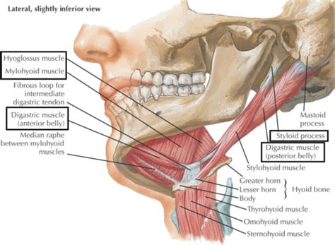 Anterior Triangle Of Neck Flashcards Quizlet