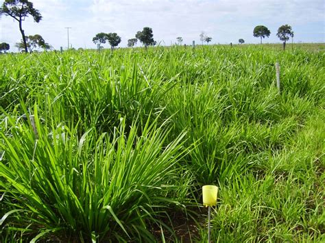 Panicum Maximum