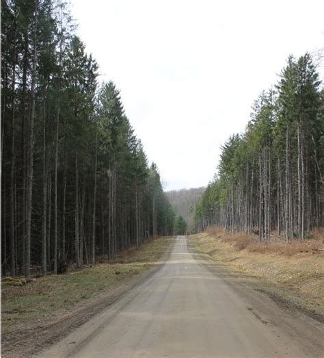 Exploring The Western Ny Wilds Vandermark State Forest An Inspiration