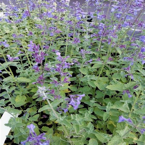 Nepeta Faassenii Six Hills Giant Kattenkruid Onlineplantenshop Nl