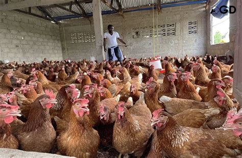 Poulets De Chair Ou Poules Pondeuses Faites Le Bon Choix