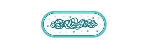 Bacterial Cell Definition Types Structure And Facts