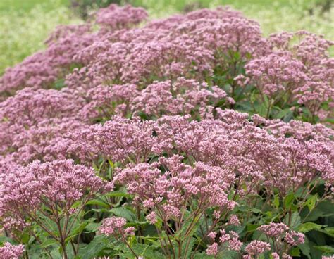 Euphoria™ Ruby Eupatorium Bloomables