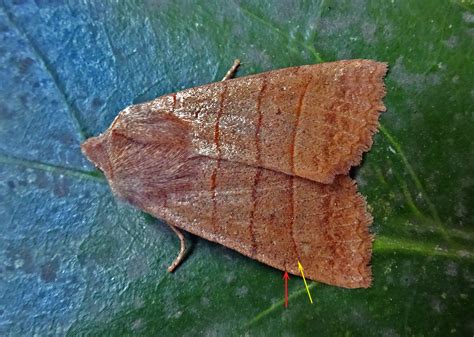 北茨城周辺の生き物 ヨスジノコメキリガ