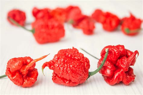 Carolina Reaper Scoville Where To Buy And Grow Guide