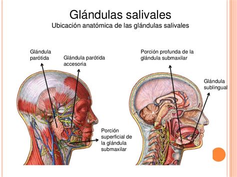 Secreciones Gastrointestinales
