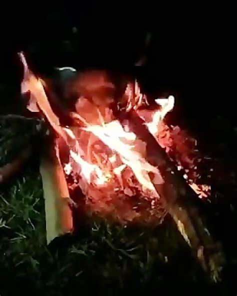 چول شیرین نیگی