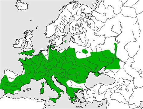 Ezer Falu Város Határrész Viseli A Nevét Az év Fája A Mezei Szil Élet és Tudomány