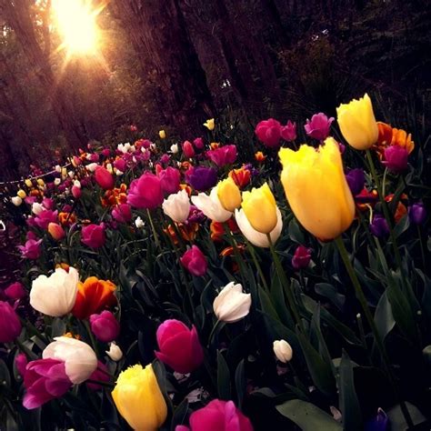 Natur Blumen für Sie Entwickle das Produkt von morgen