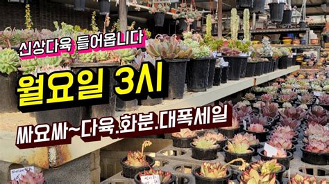 인천다육 내일 3시 예쁜 신상다육이 들어옵니다 🏡인천 남동구 호구포로400 ☎️010 5316 7402 Youtube