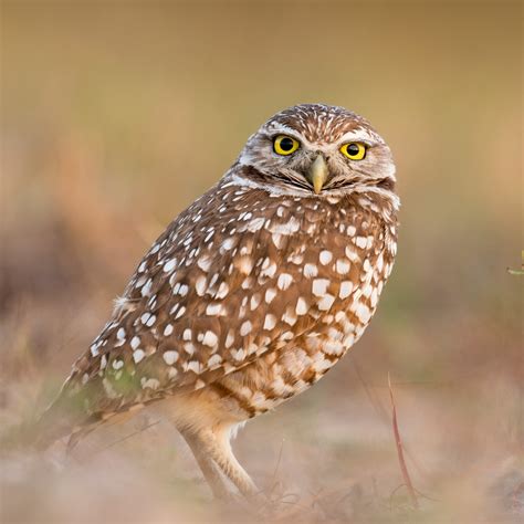 All 15 Owls In Montana With Sounds And Pictures