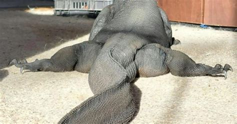 never skip leg day album on imgur