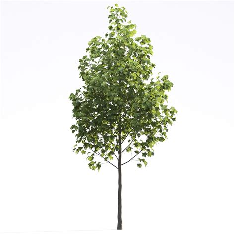 Summer And Autumn Trees Archmodels Vol 250 Evermotion